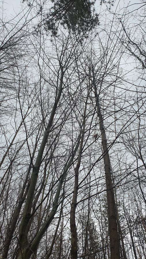 Sky Branches Leaves Trees Fresh Air Stock Photo - Image of leaves ...