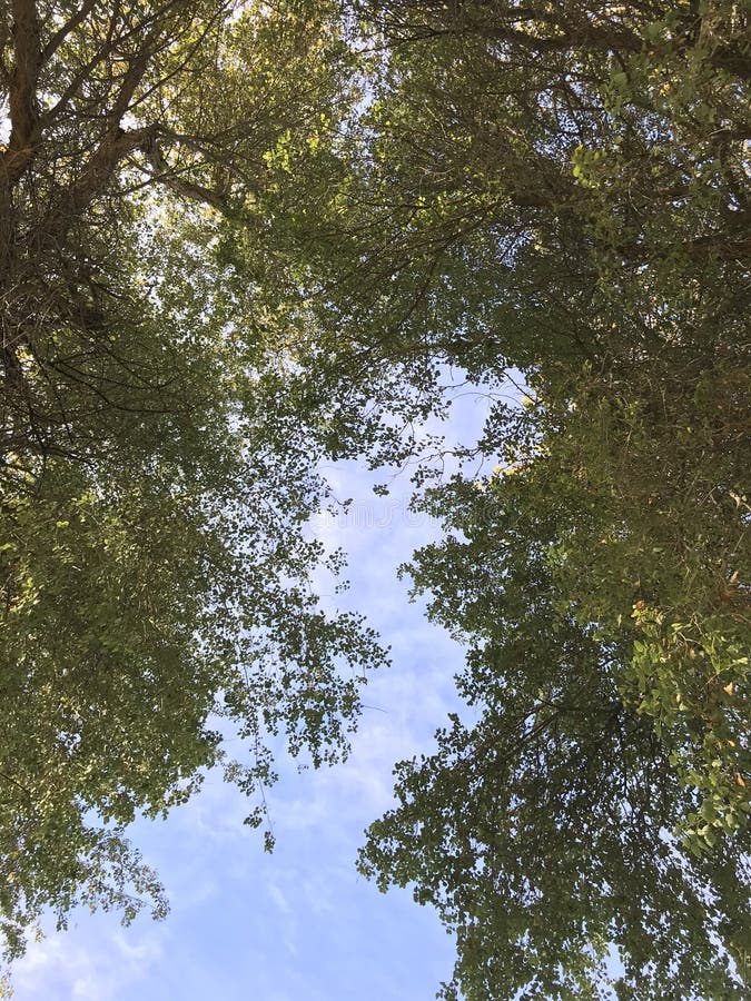 Sky through branches 0823 stock photo. Image of detail - 170522838