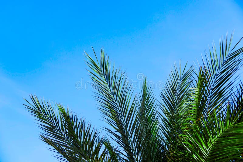 The Sky is Classic Blue with a Green Palm Tree. Stock Photo - Image of ...