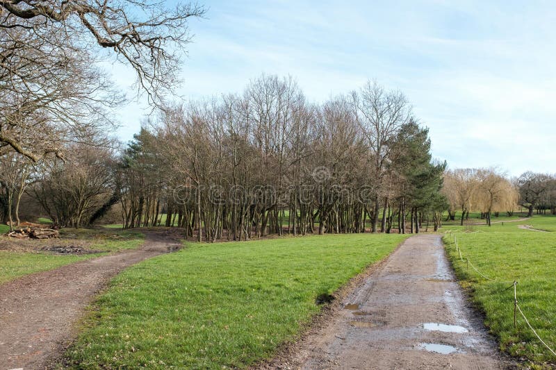 Grassy Landscape Features a Dirt Path Splitting into Two Directions ...