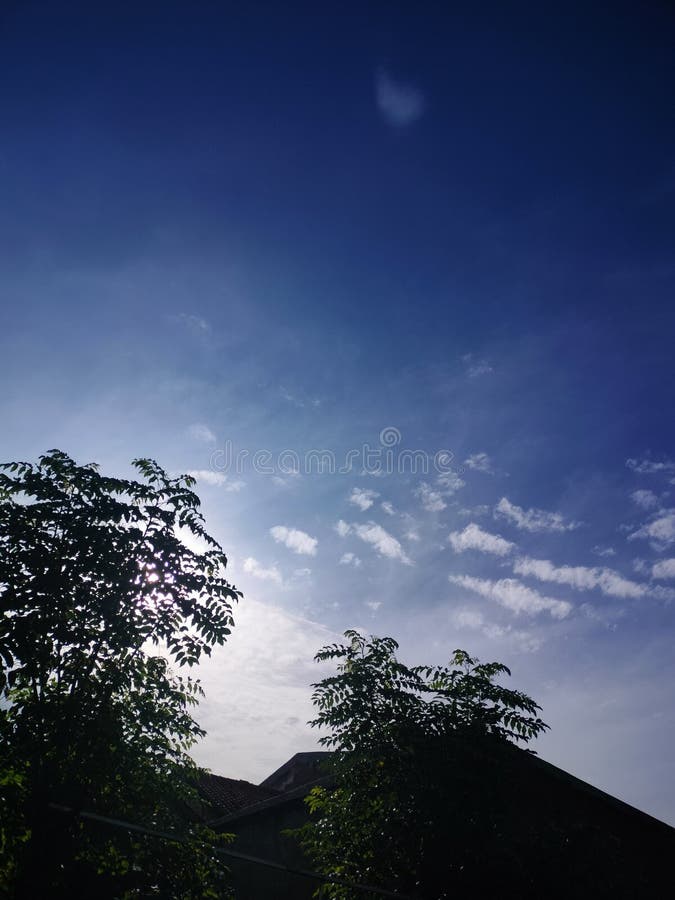 The Sky is Clear in the Morning and the Sunlight Shining on the Plants ...