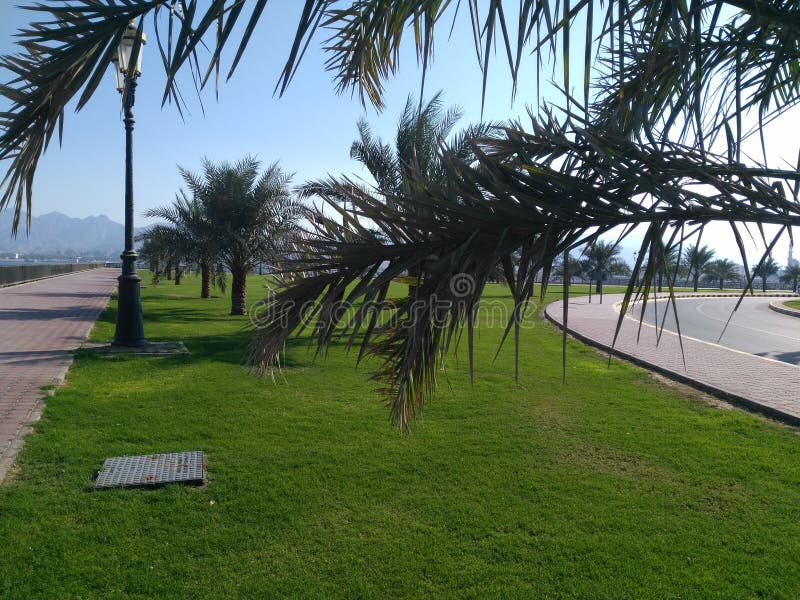 The Sky is Bright and the Trees are Everywhere Stock Image - Image of ...