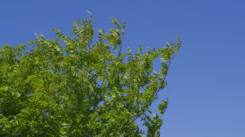 Branches Swaying in the Wind Stock Image - Image of cloud, drifting ...