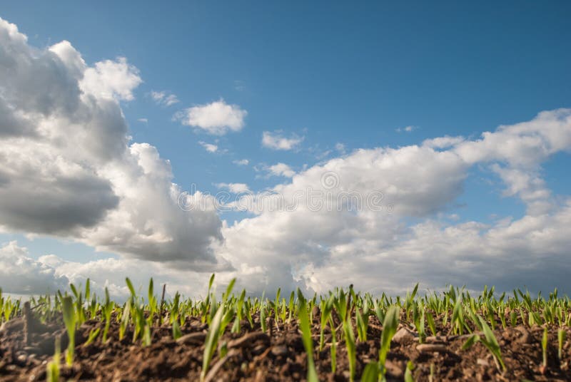 The Sky is Clearing, after a Rain Shower Over a Field. Stock Image ...