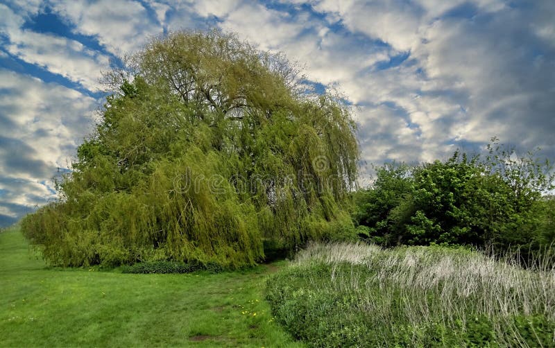 Sky, Cloud, Nature, Tree Picture. Image: 118325682