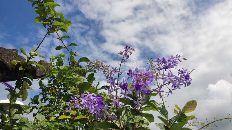 Patrea Flower Stock Photos - Free & Royalty-Free Stock Photos from ...