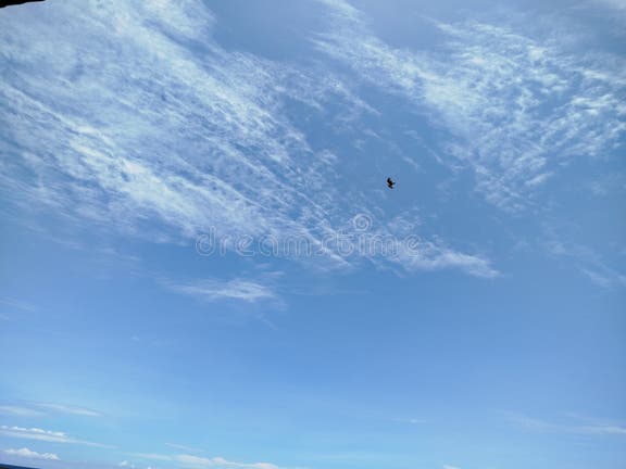 Sky, Cloud, Sun, Noon, Eagle, Bird Stock Photo - Image of eagle, noon ...