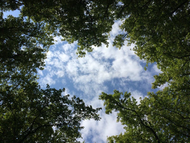 Sky, Cloud, Tree, Nature Picture. Image: 134005056