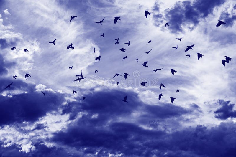 The Sky with Clouds and Flock of Birds Stock Image - Image of clouds ...