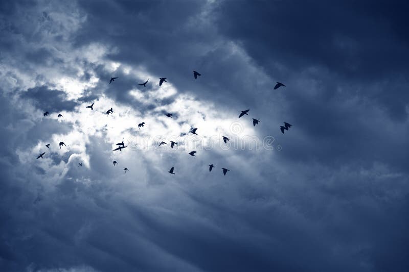 The Sky with Clouds and Flock of Birds Stock Photo - Image of light ...
