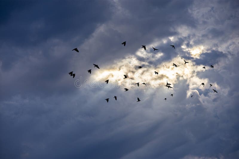 The Sky with Clouds and Flock of Birds Stock Photo - Image of heaven ...