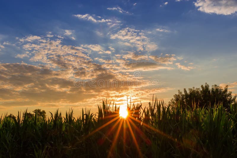 Sky with Clouds and Sun Over Corn Field at Sunset Stock Image - Image ...