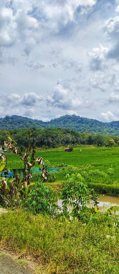 The Sky is Cloudy and Rice Fields so Green Stock Image - Image of ...