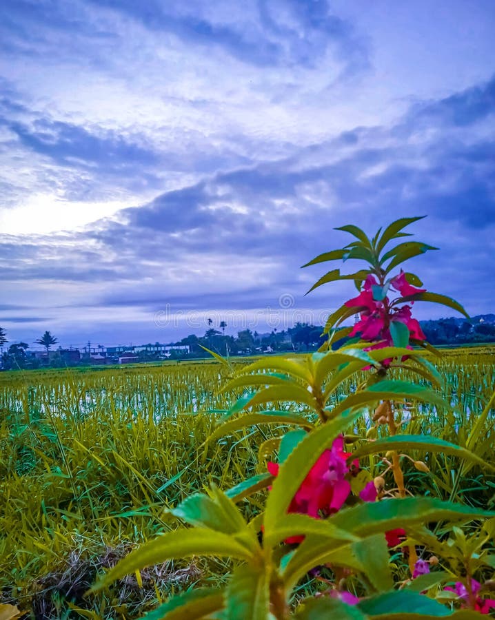 The Sky is Colored in the Surrounding Scenery Stock Photo - Image of ...