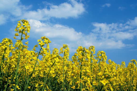 Sky and colza stock image. Image of nature, outdoor, farm - 2344611