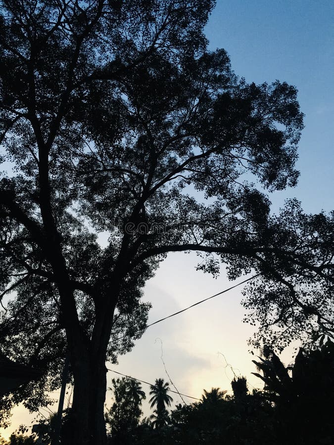 The Sky is Covered by the Bo Tree Evening Sky Stock Photo - Image of ...