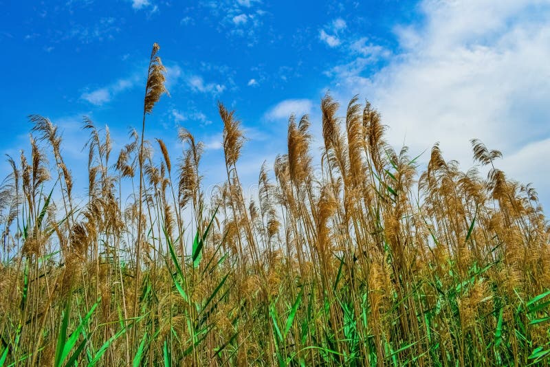 Field, Plant, Crop, Grass Family Picture. Image: 132274814