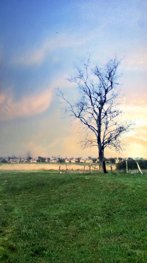 The Sky is Different Every Day Stock Photo - Image of meadow, plant ...