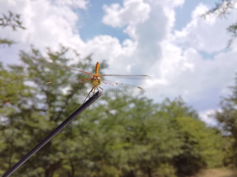 Sky, Dragonfly, Insect, Tree Picture. Image: 133773747