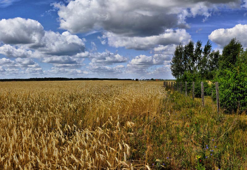 Sky, Ecosystem, Cloud, Field Stock Image - Image of savanna, commodity ...