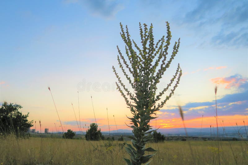 Sky, Ecosystem, Field, Prairie Stock Photo - Image of horizon, dawn ...