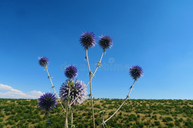 Sky, Ecosystem, Flower, Plant Stock Image - Image of plant, grass ...