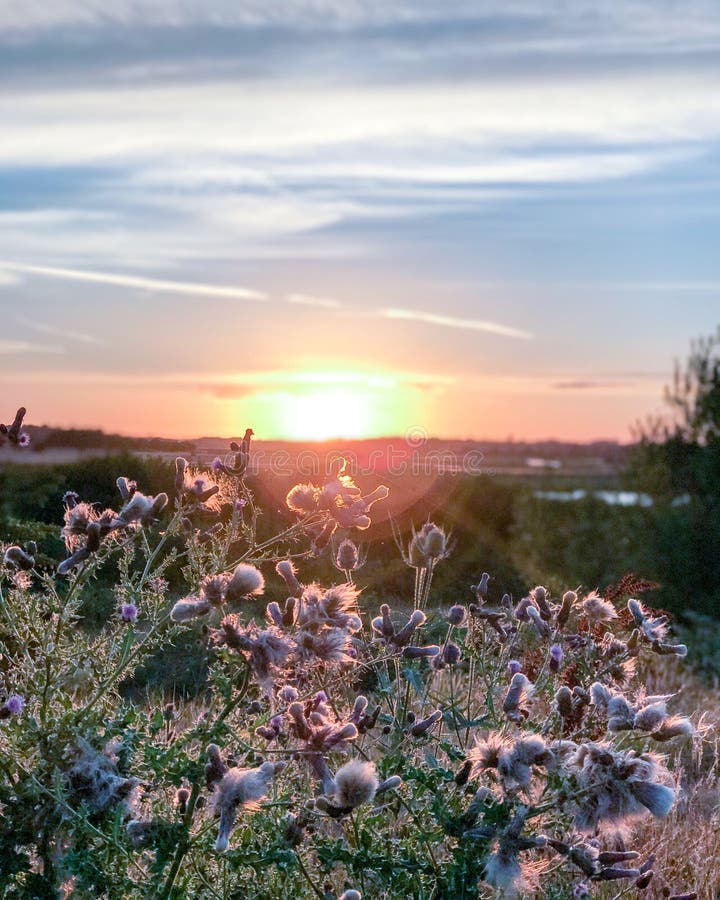 Sky, Ecosystem, Flower, Wildflower Stock Image - Image of tundra, plant ...