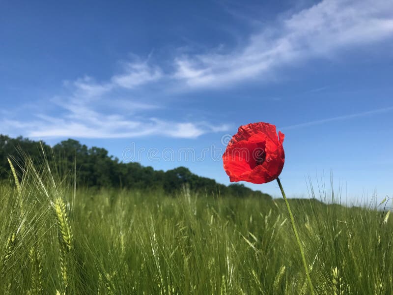 Sky, Ecosystem, Grassland, Field Stock Image - Image of poppy, cloud ...