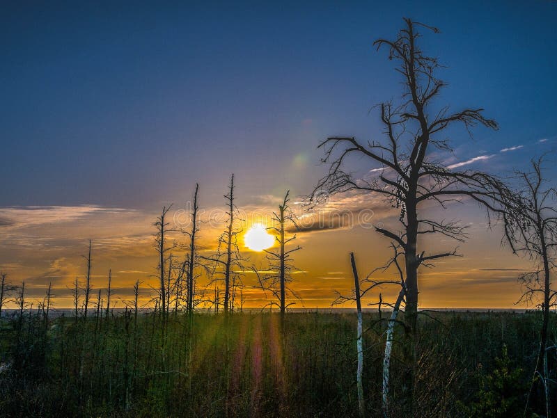 Sky, Ecosystem, Tree, Dawn stock photo. Image of morning - 110938754