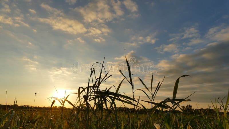 Sky, Field, Ecosystem, Cloud Stock Image - Image of grassland, tree ...