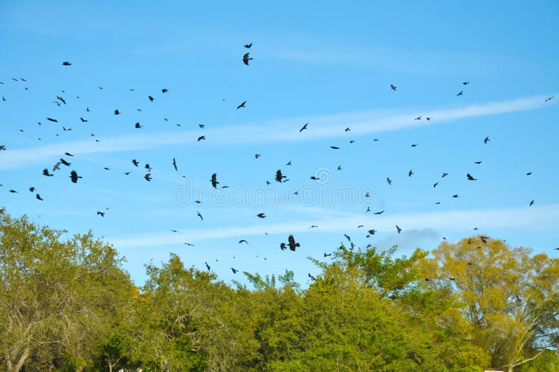 Swarm Ravens Stock Photos - Free & Royalty-Free Stock Photos from ...