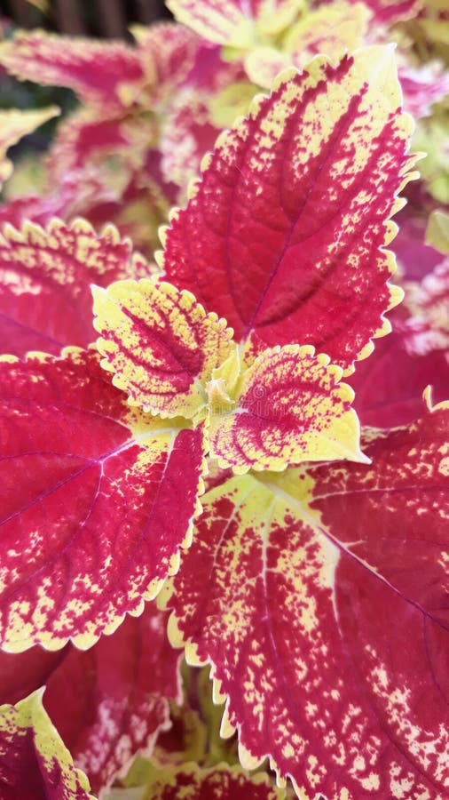Sky Fire - Coleus - Plectranthus Scutellarioides Stock Photo - Image of ...