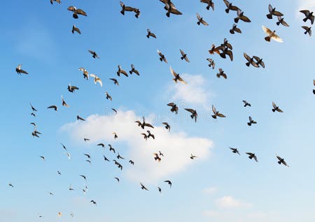 Sky stock photo. Image of blue, birds, flock, abstract - 68672048