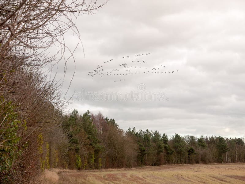 Sky Flock of Birds Cloudy Moody Overcast Weather Migration Stock Image ... Sky Flock of Birds Cloudy Moody Overcast Weather Migration Stock Image ...