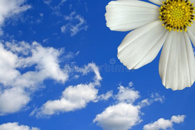 Sky flower stock photo. Image of flora, blue, botany, daisy - 2579442