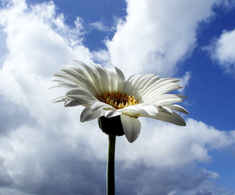 Sky & Flower Picture. Image: 3333208