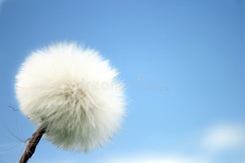 Sky, flower stock image. Image of plant, macro, mirage - 5379839