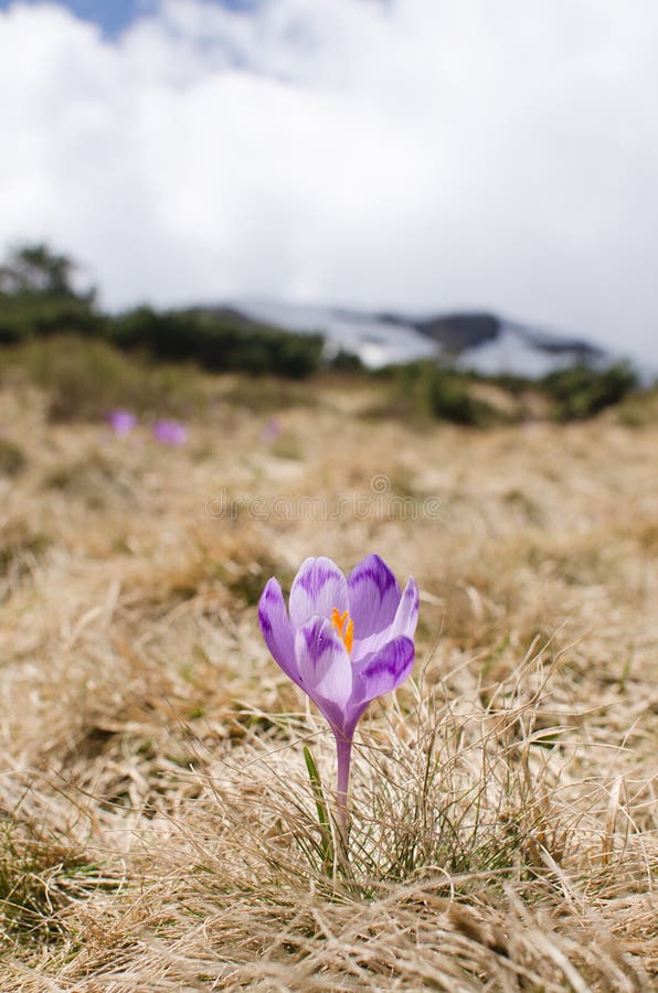 Sky Flower, Crocus, Grass and Snow Stock Photo - Image of life, pistil ...