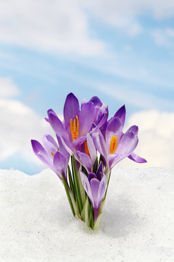 Crocus in the Snow (spring) Stock Photo - Image of glazed, bloom: 1294868