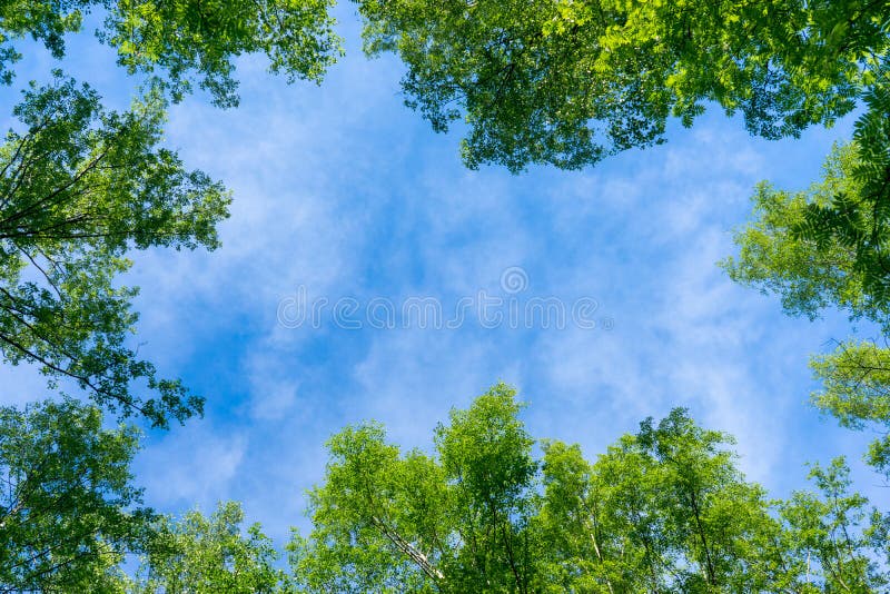 Looking Up through the Treetops. Beautiful Natural Frame of Foliage ...