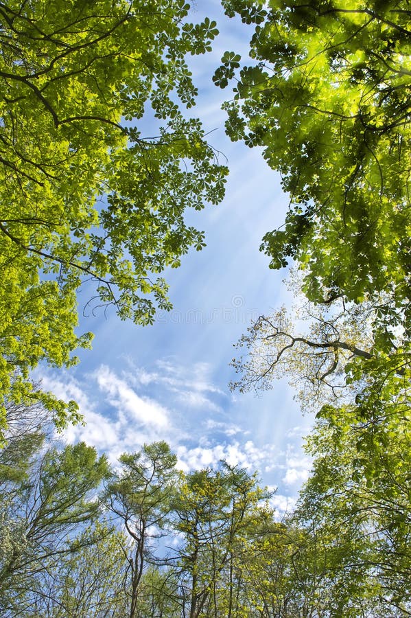 Sky in the forest stock photo. Image of awake, fresh - 24976596