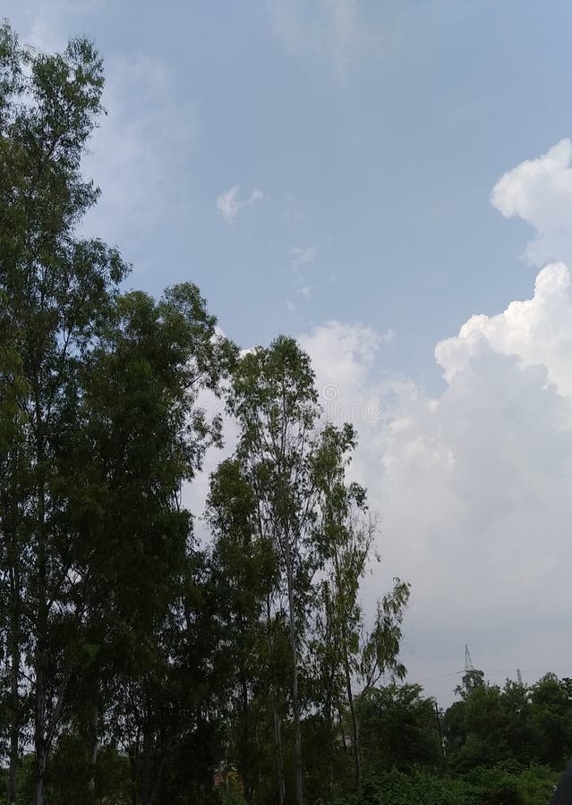 Sky Forest Nature Wind Tree Stock Photo - Image of wind, cloud: 223385678