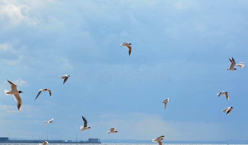 A Sky Full of Seagulls Fighting with the Wind Stock Photo - Image of ...