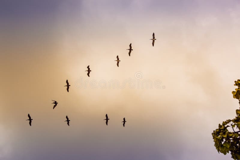 A Sky Full of Silence, Broken only by the Wings of Evening Sunset Stock ...