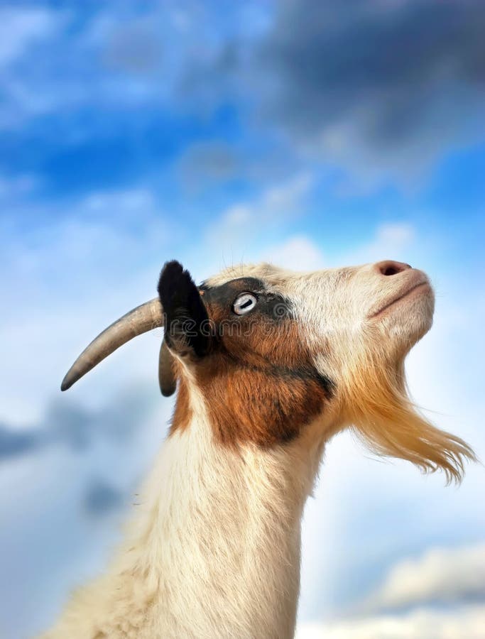 Three Goats stock image. Image of closeup, mammal, close - 46353547