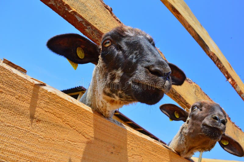 Sky, Goats, Horn, Snout Picture. Image: 118324458