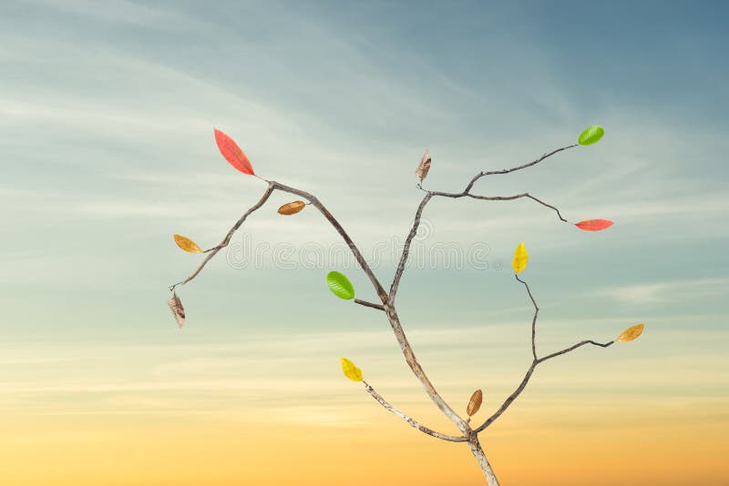 Sky Gradient from Blue To Orange Sunset with Dry Tree Stock Photo ...