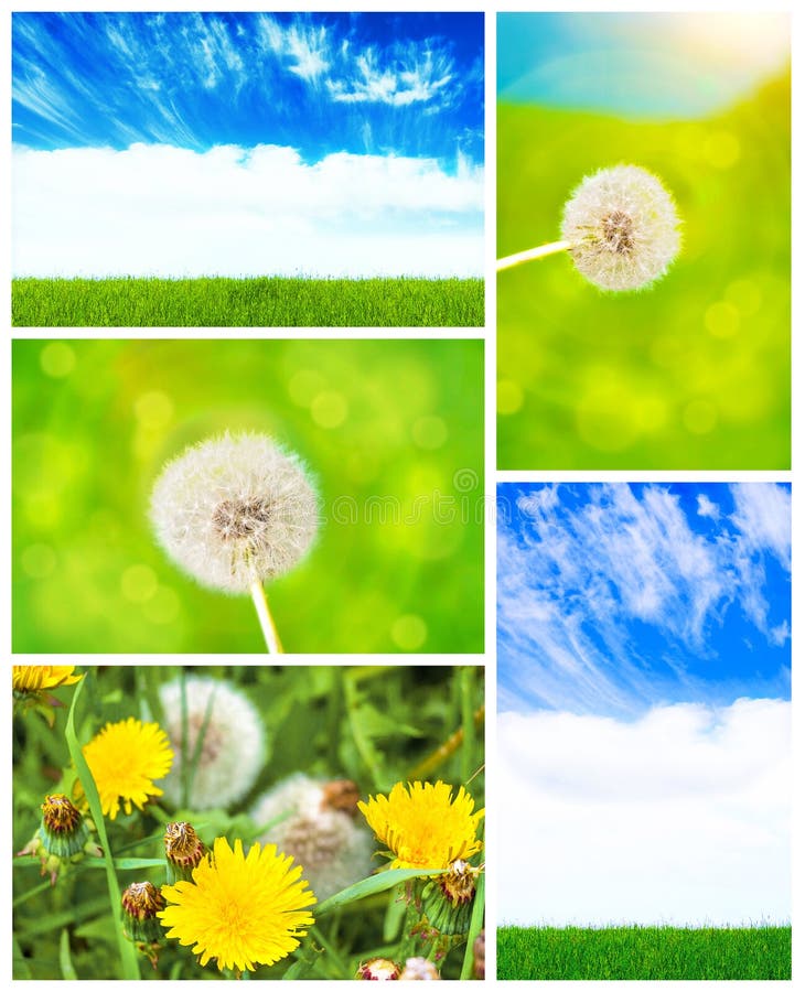 Sky, Grass, Dandelion, Collage Stock Image - Image of beautiful ...