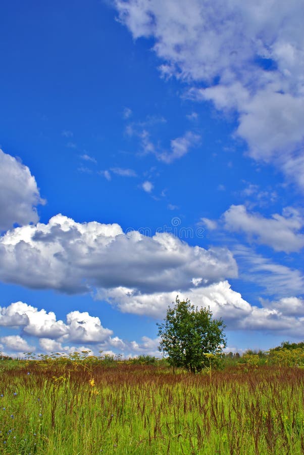 Sky, grass and tree stock image. Image of green, meadow - 11034369