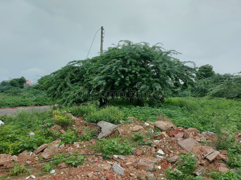 Sky Green Tree Green Grass Village Roadside Area Stock Photo - Image of ...